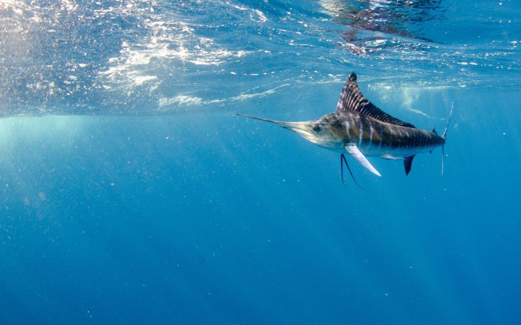 Big Marlin Group | Digital Marketing Agency