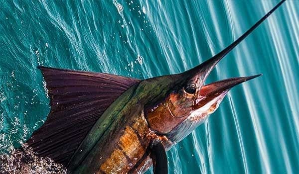 Big Marlin Group | Digital Marketing Agency | Home